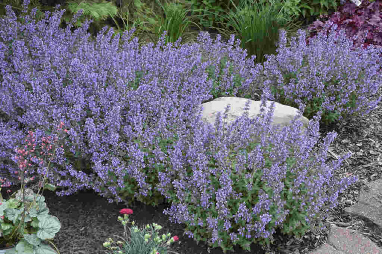 How to Grow Catmint: Simple Care Tips for Home Gardens - Come Away Home